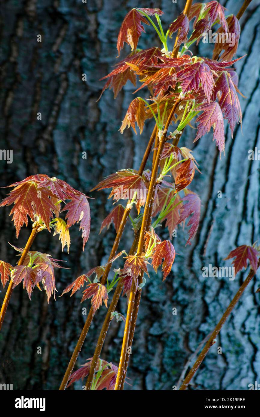 Maple suckers shoot up from the base of a Maple tree, Phyllis Haehnle ...