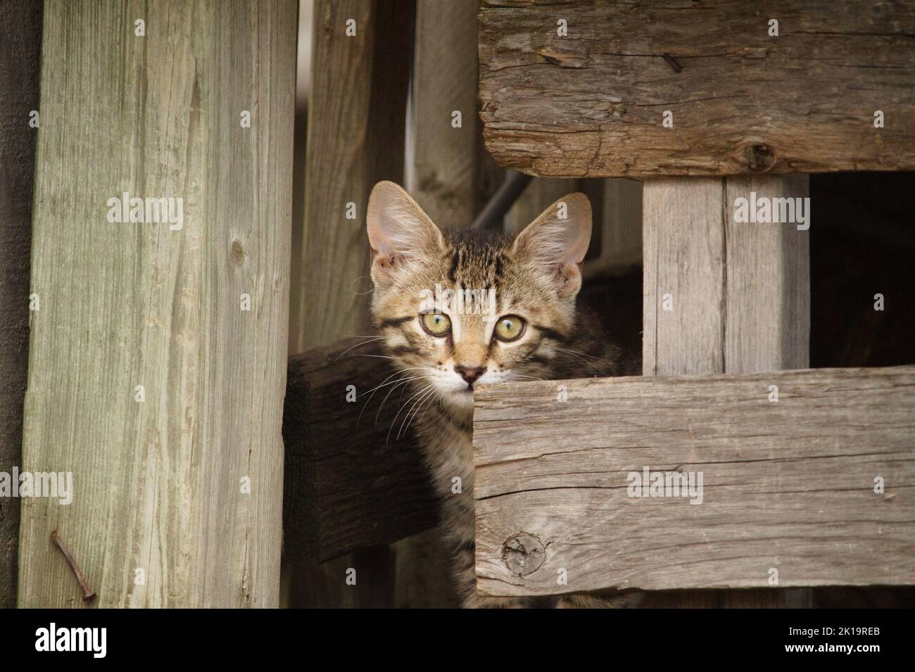 An outdoor kitten (brown tabby) on a farmhouse property Stock Photo - Alamy