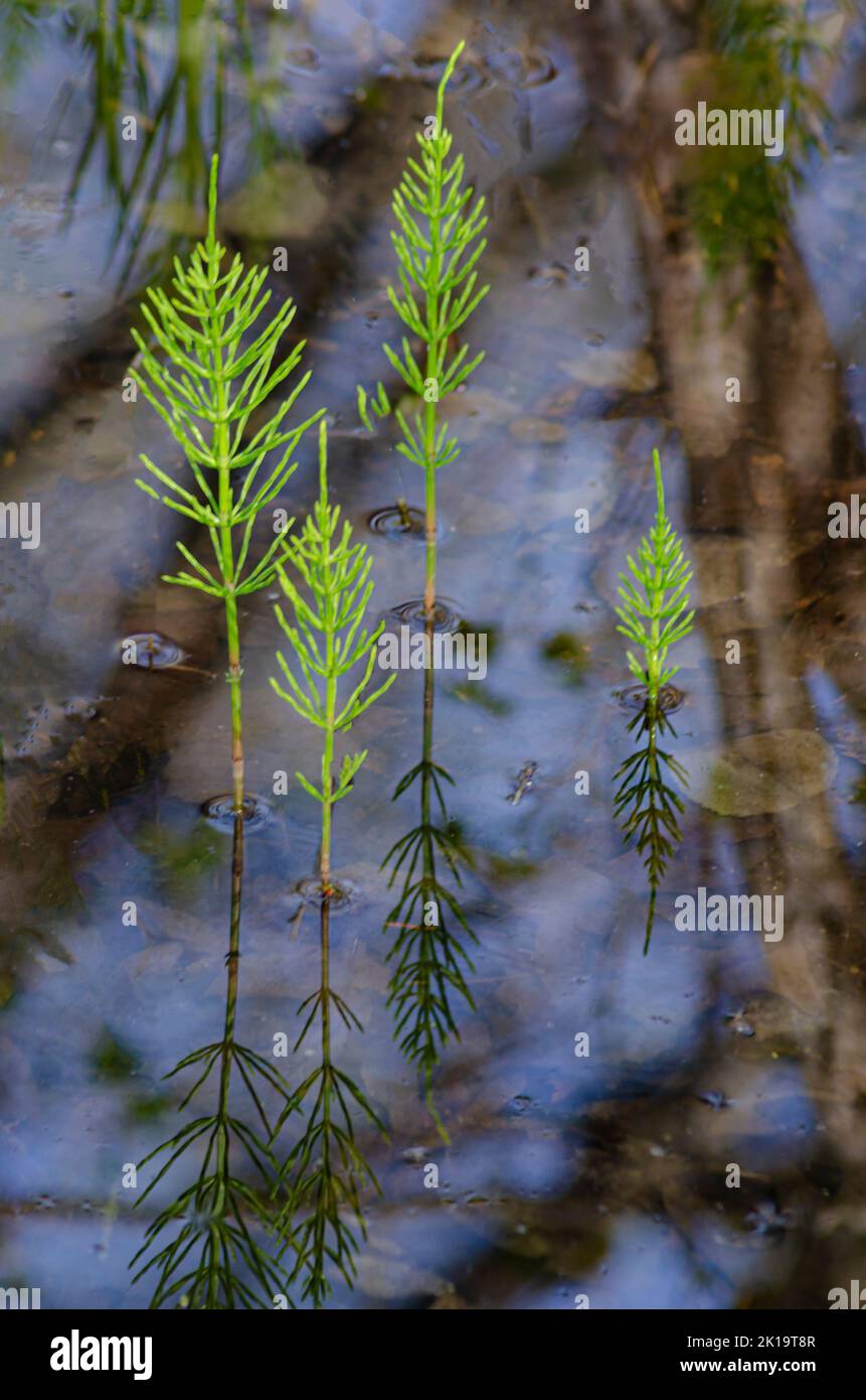 Horsetails grow in shallow waters of a lake, Kensignton Metropark ...