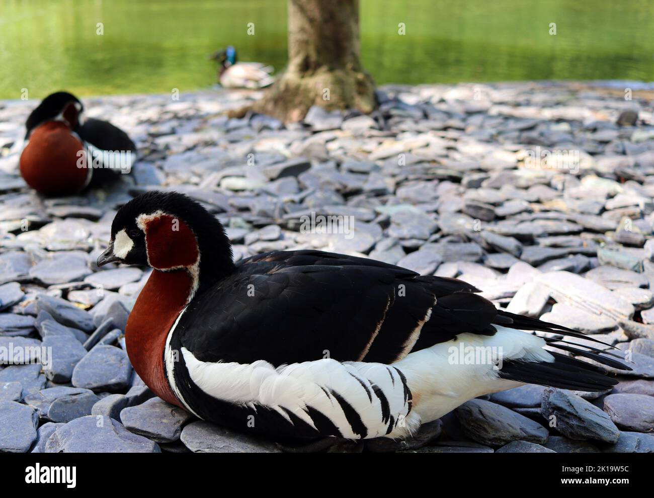 Stunning duck sleeping by the lake Stock Photo - Alamy