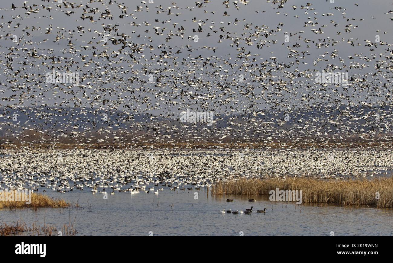 Chaotic raucous nature of abundant snow geese in flight and on water at ...