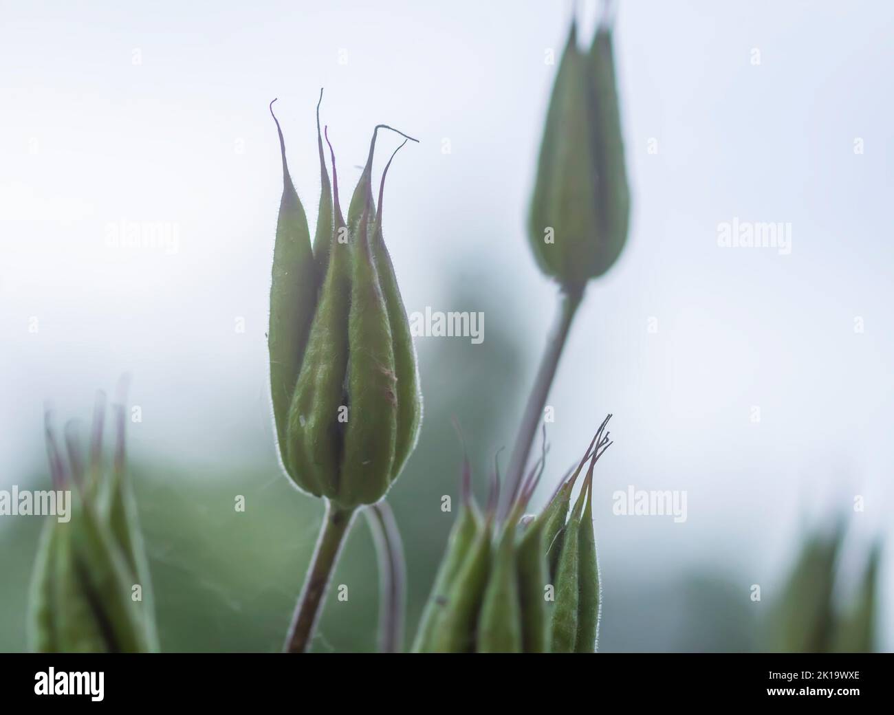 Common columbine seed pods. Aquilegia vulgaris garden plant after the ...