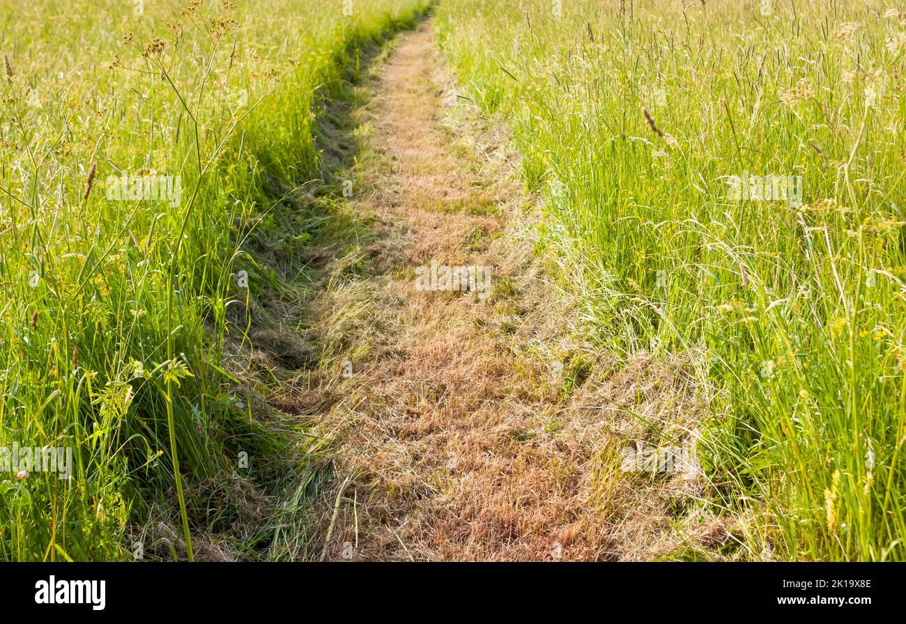 Wide footpath on summer field Stock Photo - Alamy