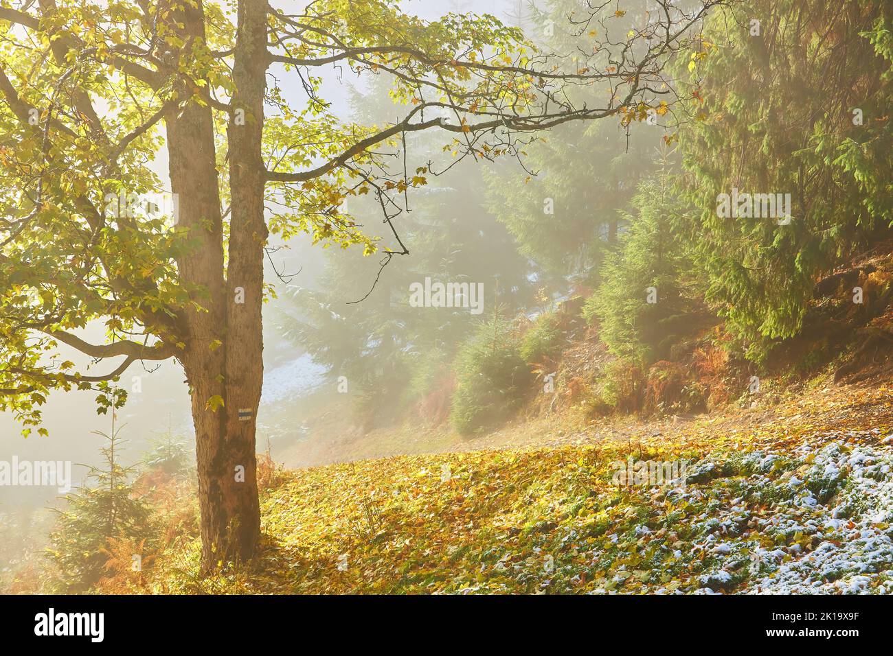 autumn fog landscape forest mountains, trees view mist Stock Photo - Alamy