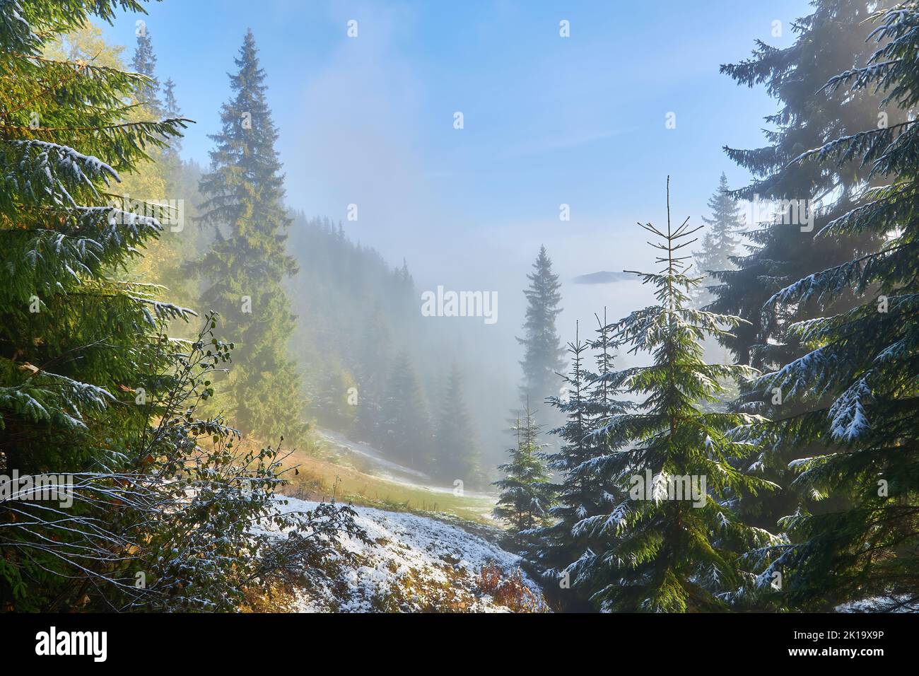 autumn fog landscape forest mountains, trees view mist Stock Photo - Alamy