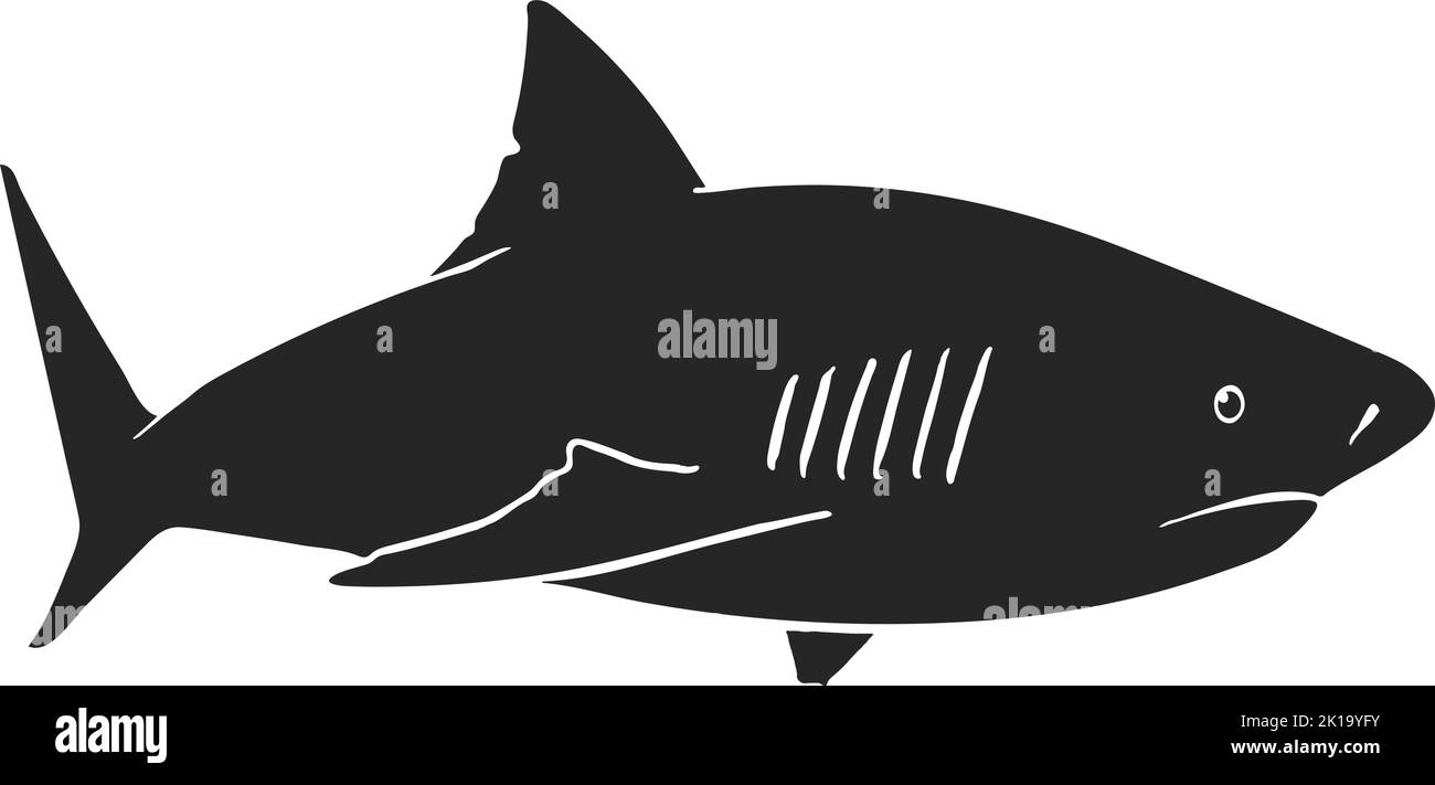 Hand drawn shark vector illustration Stock Vector Image & Art - Alamy