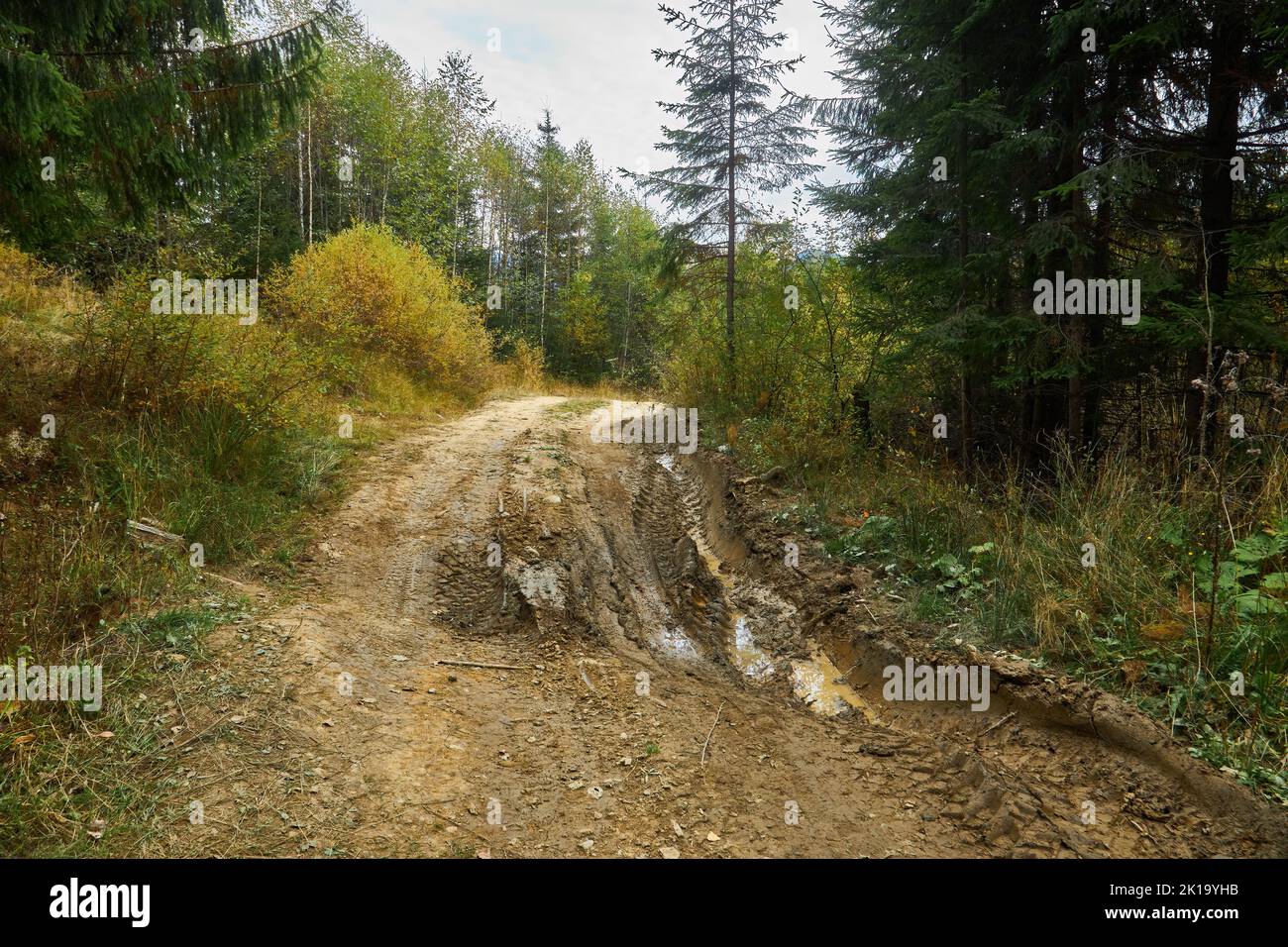 Country dirt road through the forest with large muddy puddles after ...