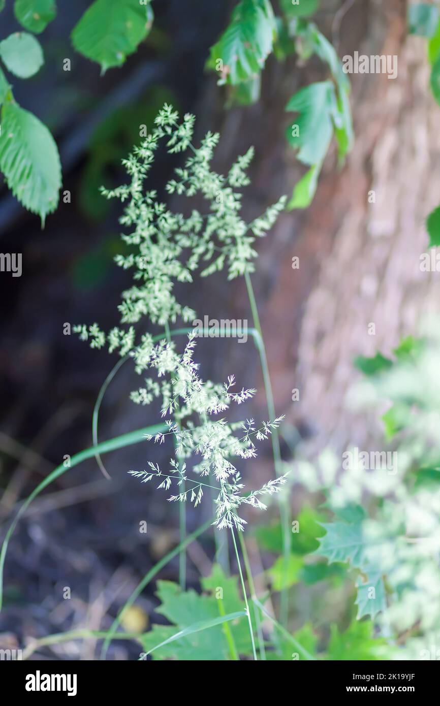 Summer nature details. Green grass and foliage in wet place near the ...