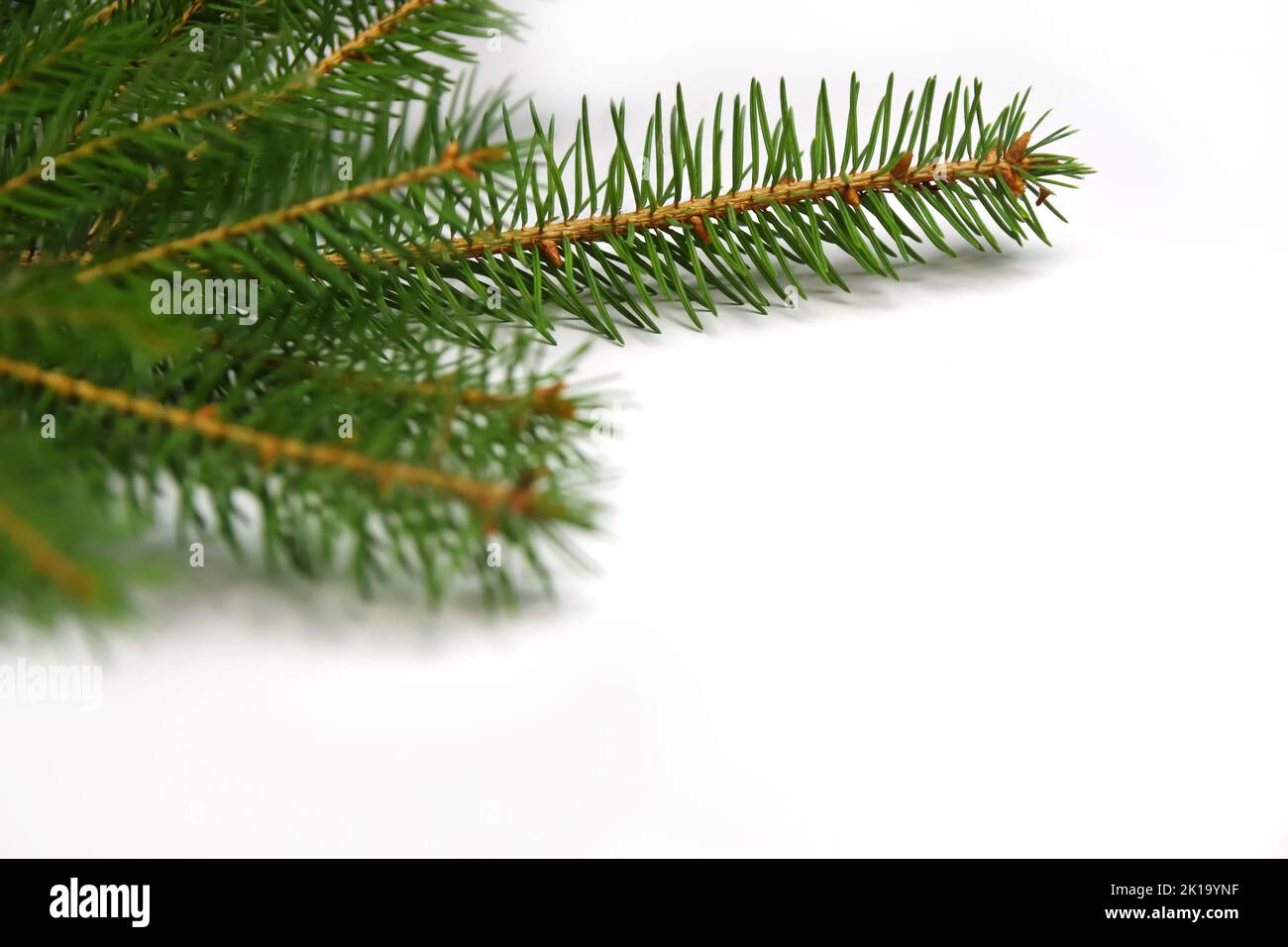 Fir branch or spruce branch with needles isolated on white background ...