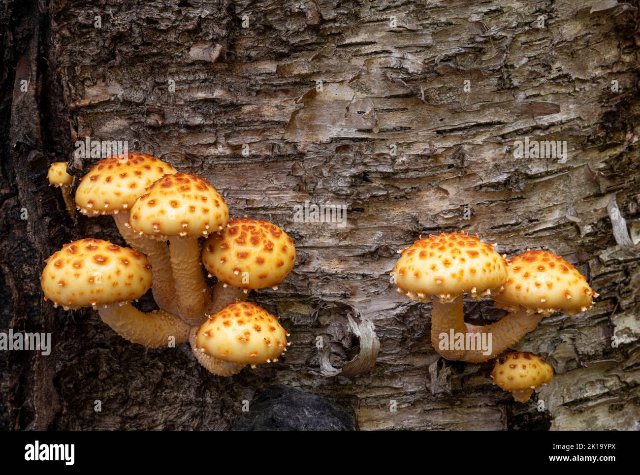 Golden Philiota Fugus or mushrooms grow on trees. Ellison Bluff County ...