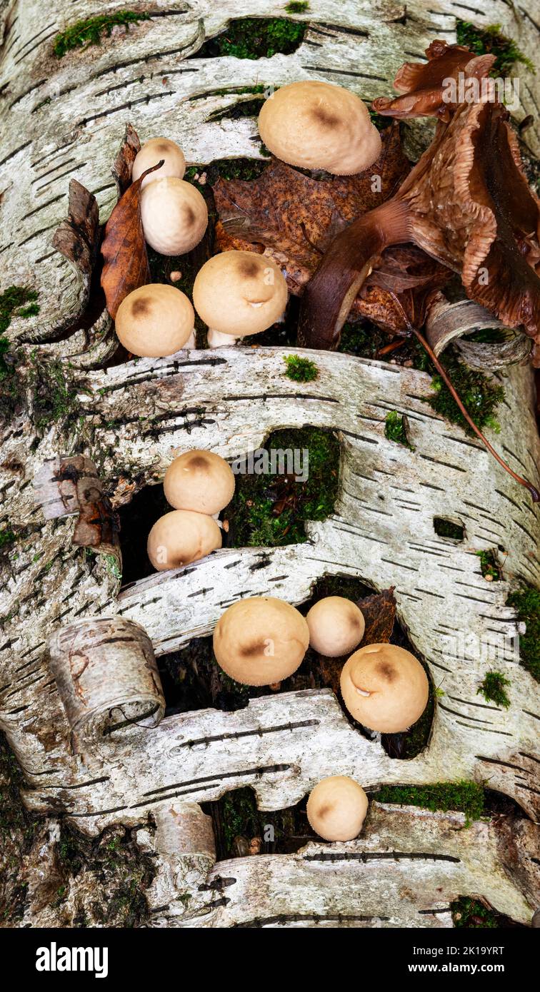 Fungi (Mushrooms) grow on a decaying Birch log on the forest floor ...