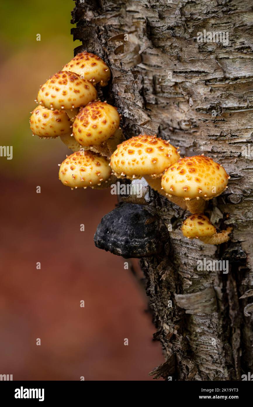 Golden Philiota Fungus or mushrooms grow on dead or decaying trees ...