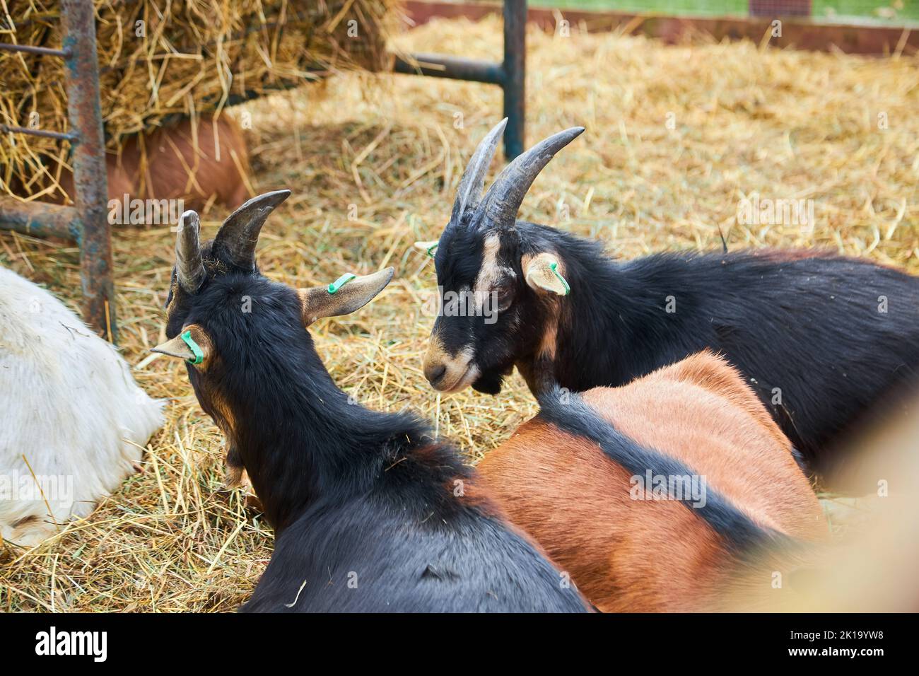 Flock in sheepfold, farm livestock pen of countryside. Brown woolly ...