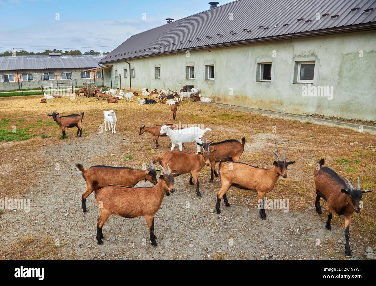 Flock in sheepfold, farm livestock pen of countryside. Brown woolly ...