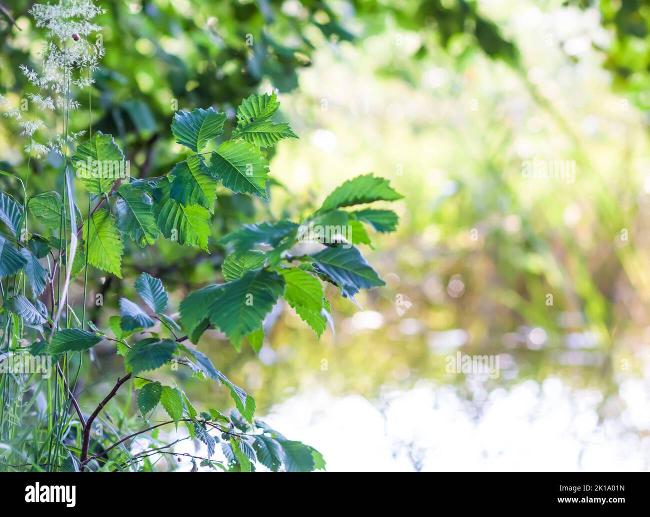 Summer nature details. Green grass and foliage in wet place near the ...