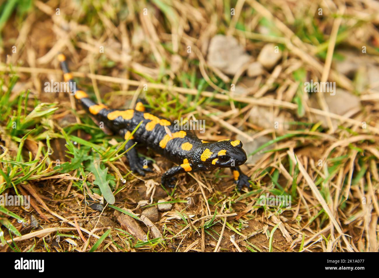 portrait of cute fire spotted salamander on green moss Stock Photo - Alamy