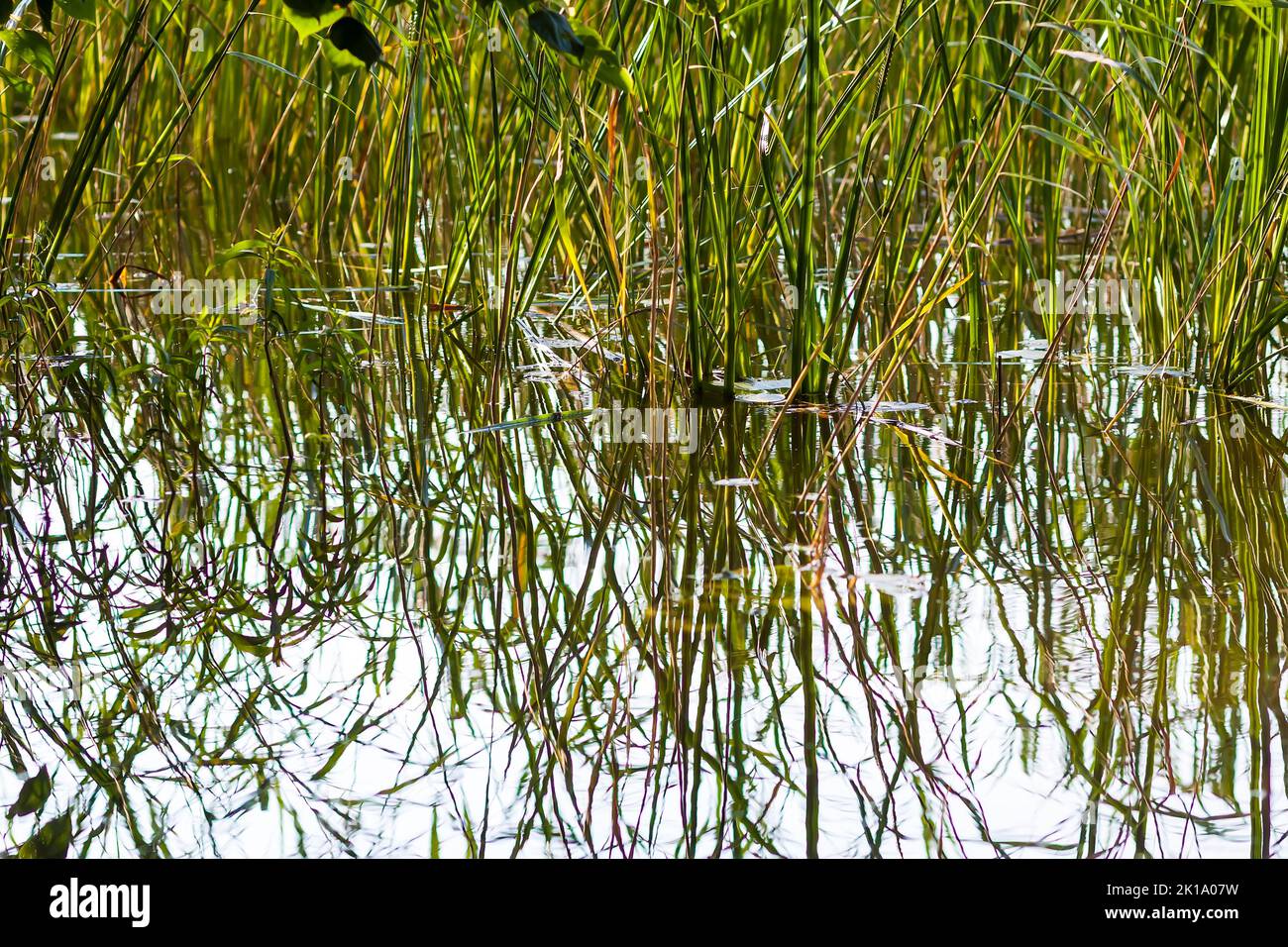 Summer nature details. Green grass and foliage in wet place near the ...