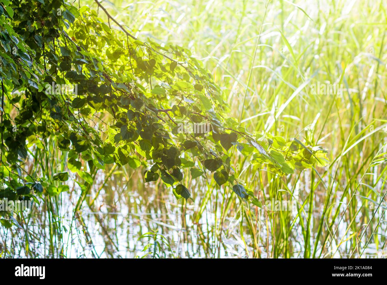 Summer nature details. Green grass and foliage in wet place near the ...
