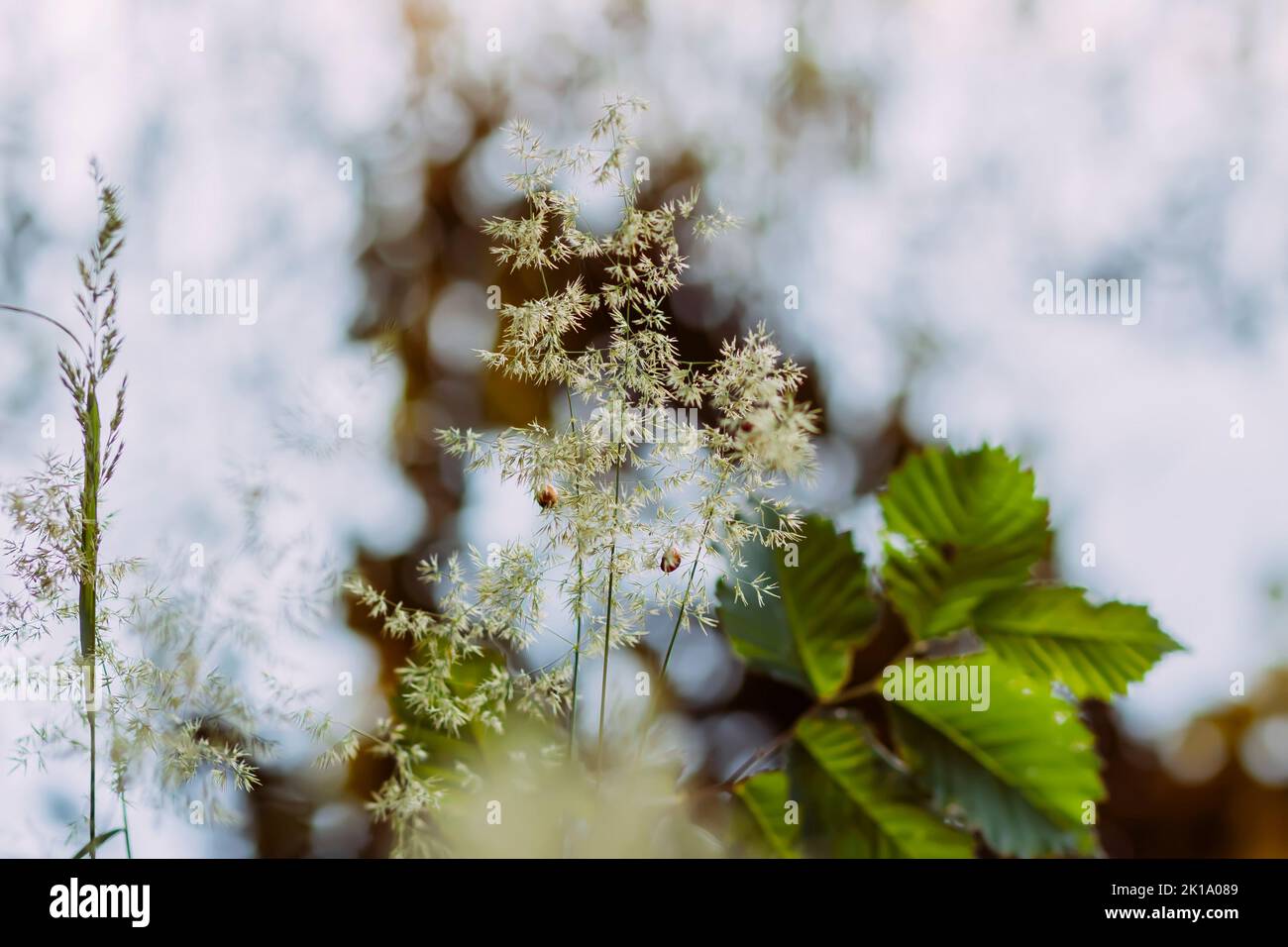 Summer nature details. Green grass and foliage in wet place near the ...