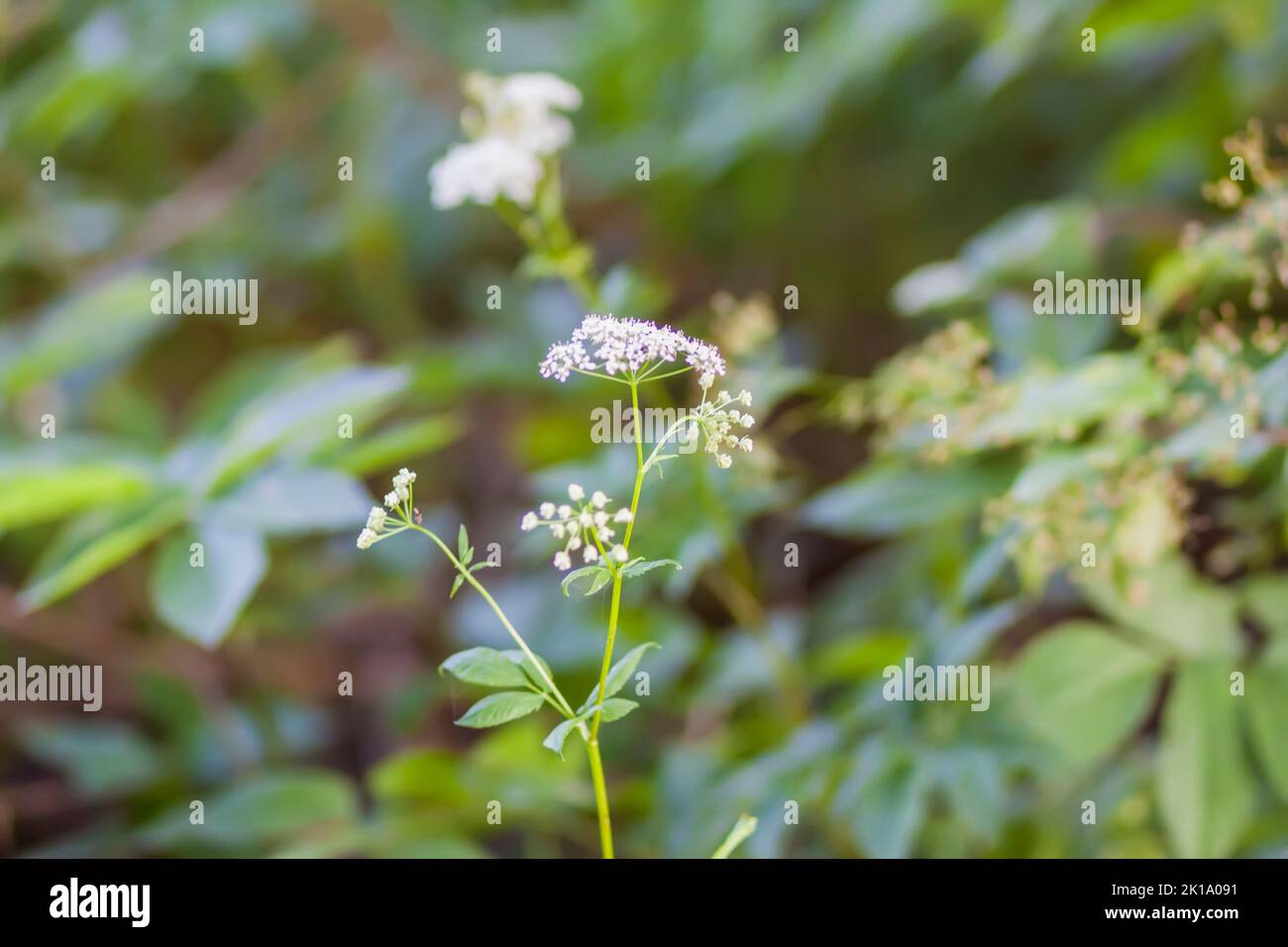 Summer nature details. Green grass and foliage in wet place near the ...