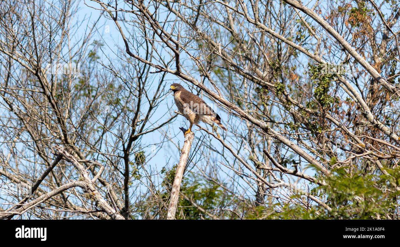 Birds of prey of the brazil hi-res stock photography and images - Alamy