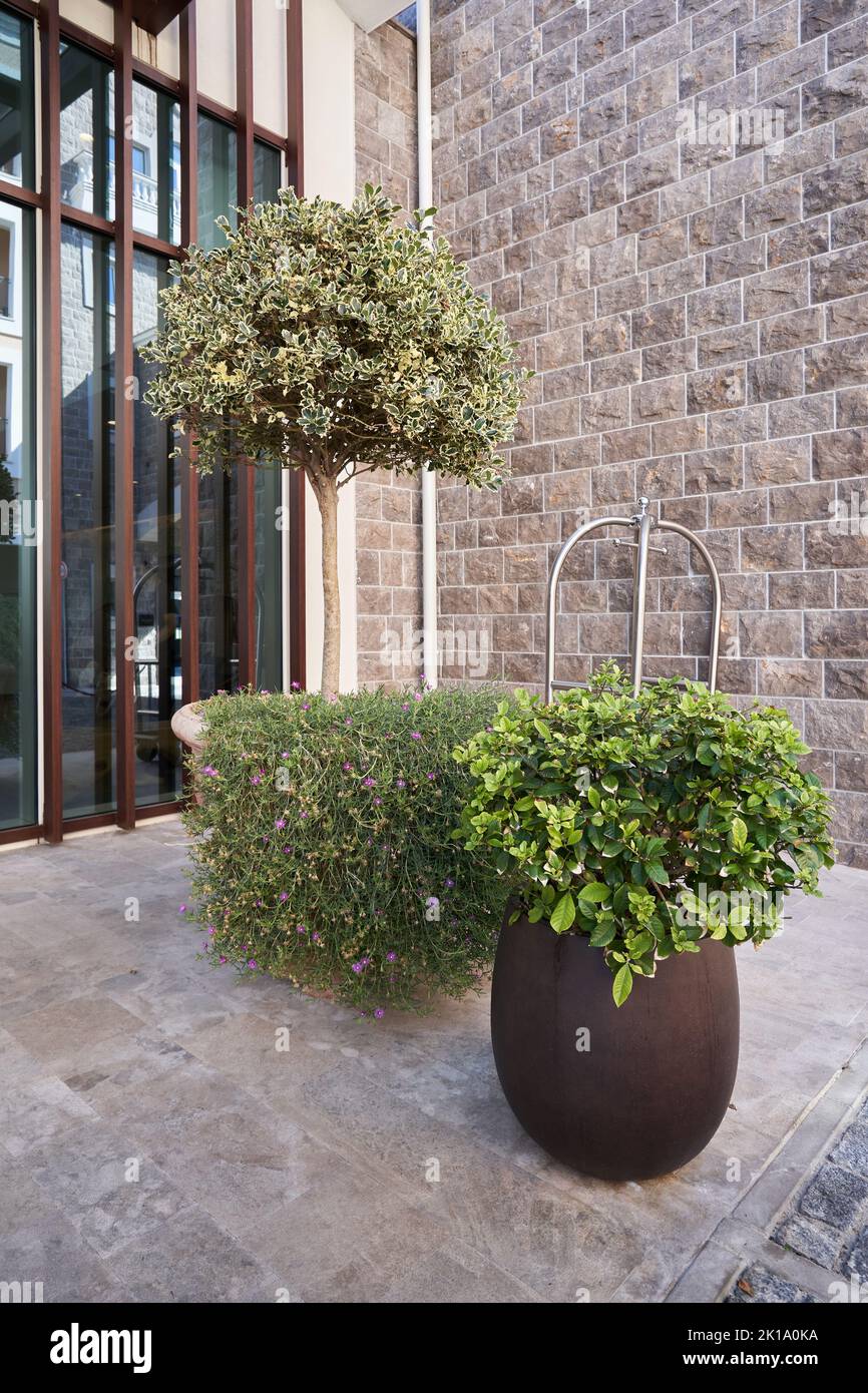 Ficus tree in pot for decoration facade of a modern building Stock ...