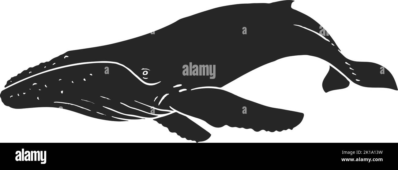 Hand drawn humpback whale vector illustration Stock Vector Image & Art ... Hand drawn humpback whale vector illustration Stock Vector Image & Art ...