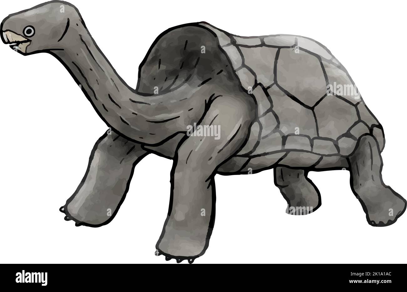 Galapagos giant tortoise hand drawn watercolor style vector ...