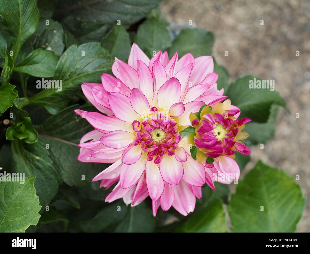 Dahlia flowers in the back yard Stock Photo - Alamy