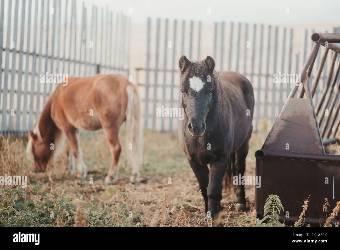 Ponies on a farm not horse hi-res stock photography and images - Alamy