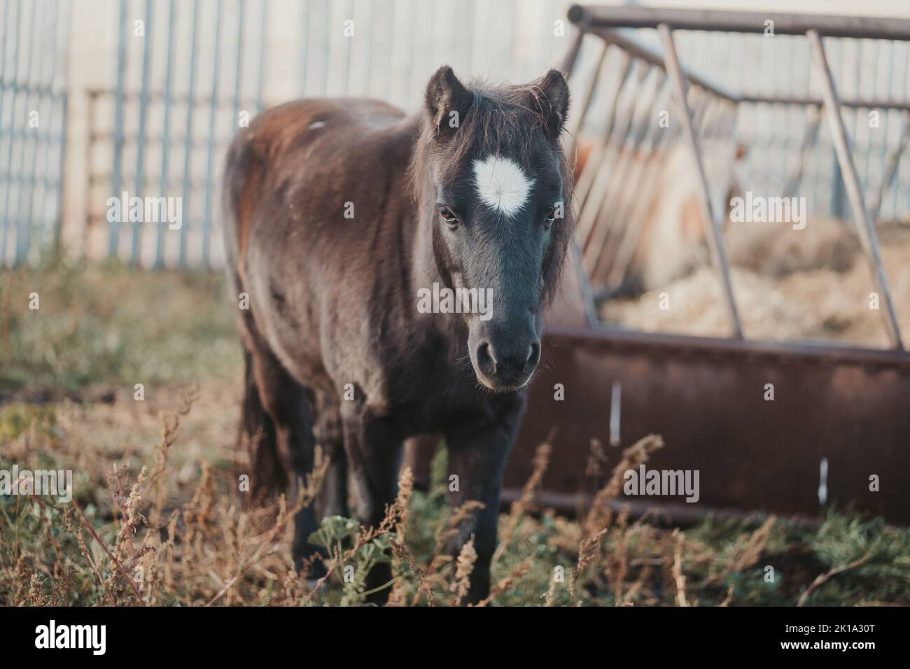 A brown pony with a white spot on its forehead on a farm Stock Photo ...