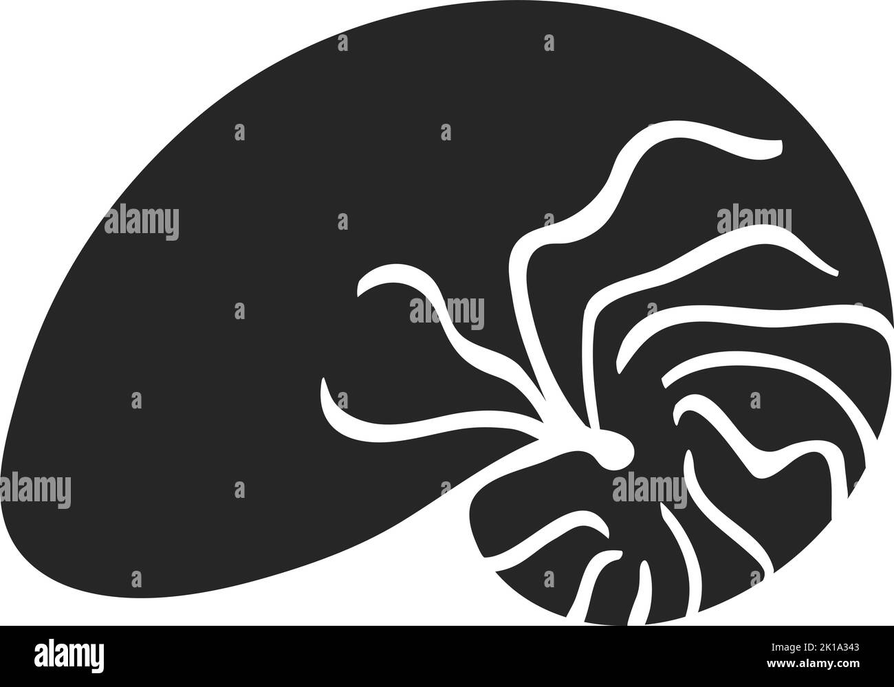 Hand drawn Nautilus vector illustration Stock Vector Image & Art - Alamy