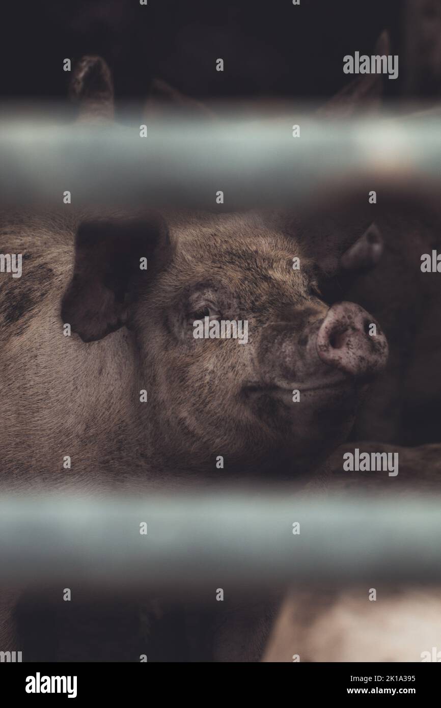 A vertical shot of a pig captured through a fence on a farm Stock Photo ...