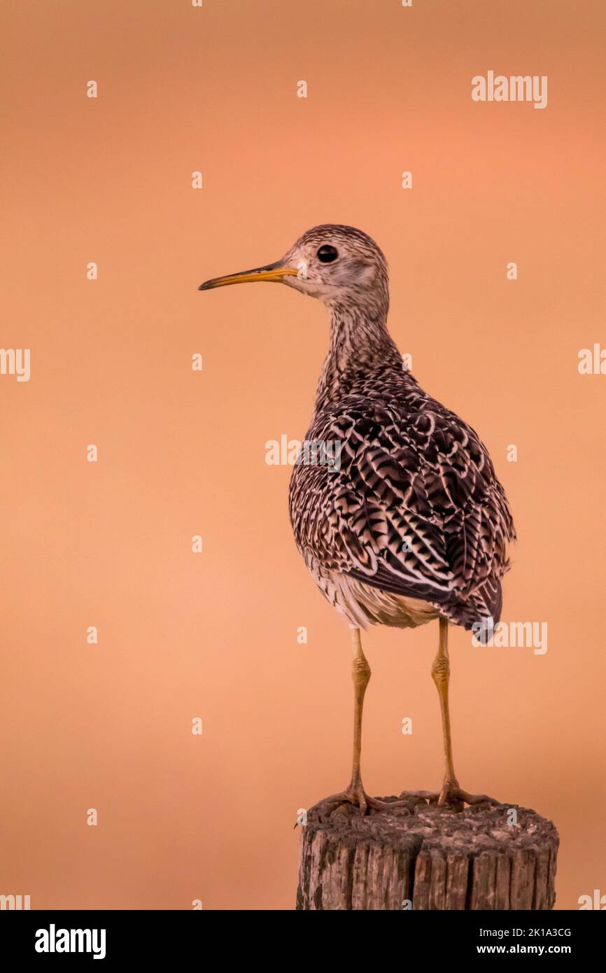 Upland Sandpiper sitting on a post Stock Photo - Alamy