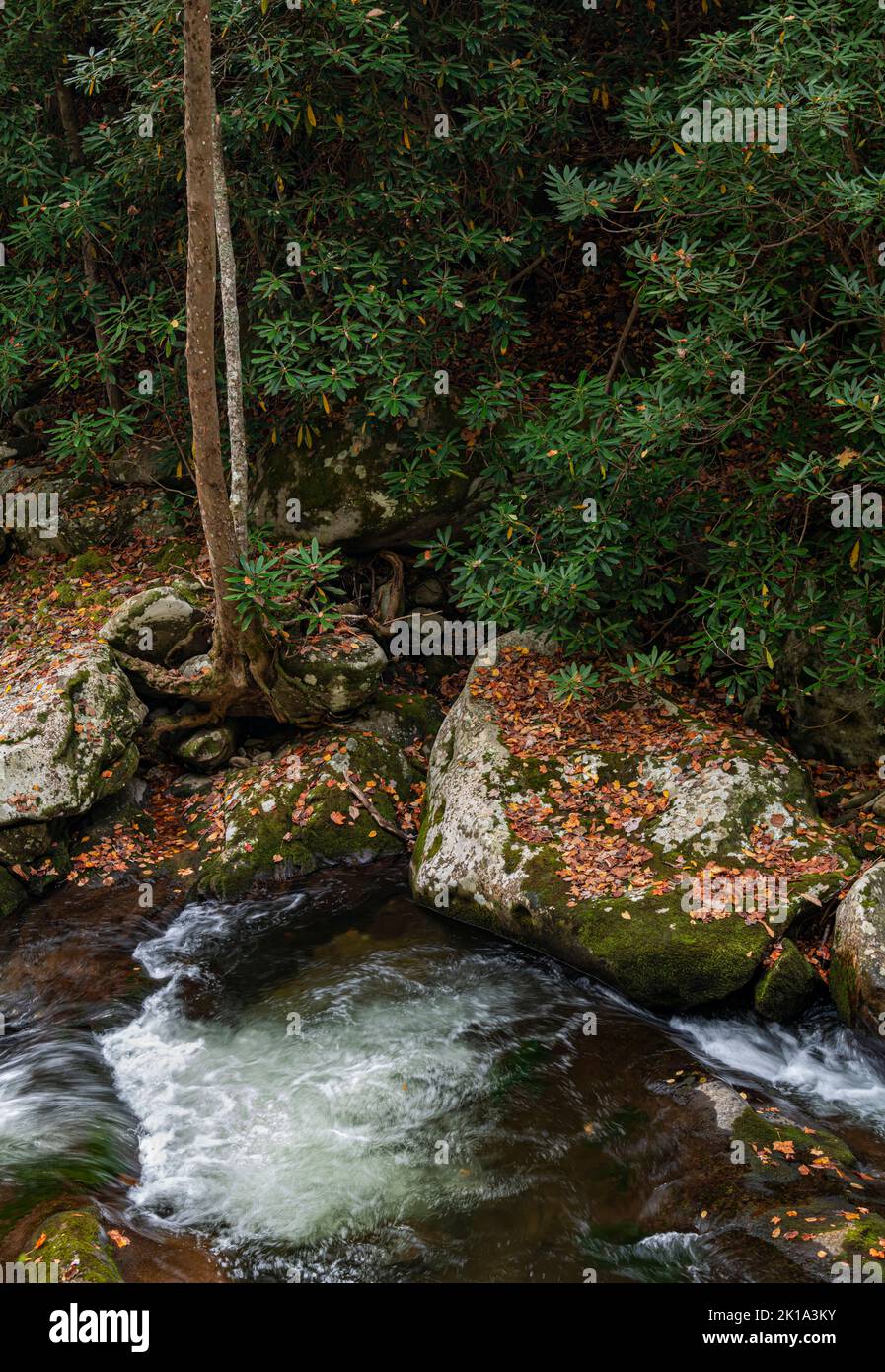 Tree trunks rise in front of a large stand of Rhododendron along the ...