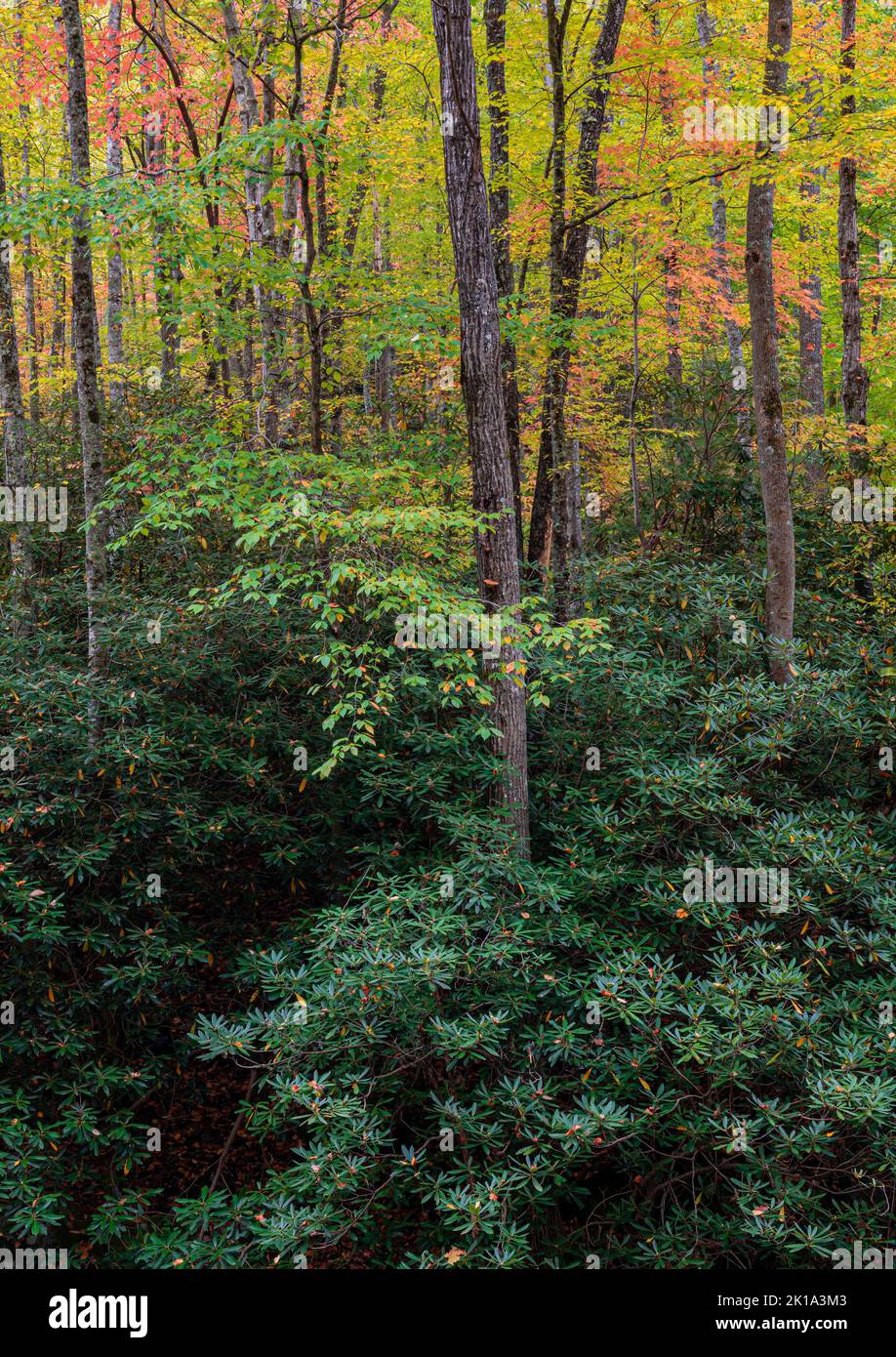 Rhododendron in the mountains hi-res stock photography and images - Alamy