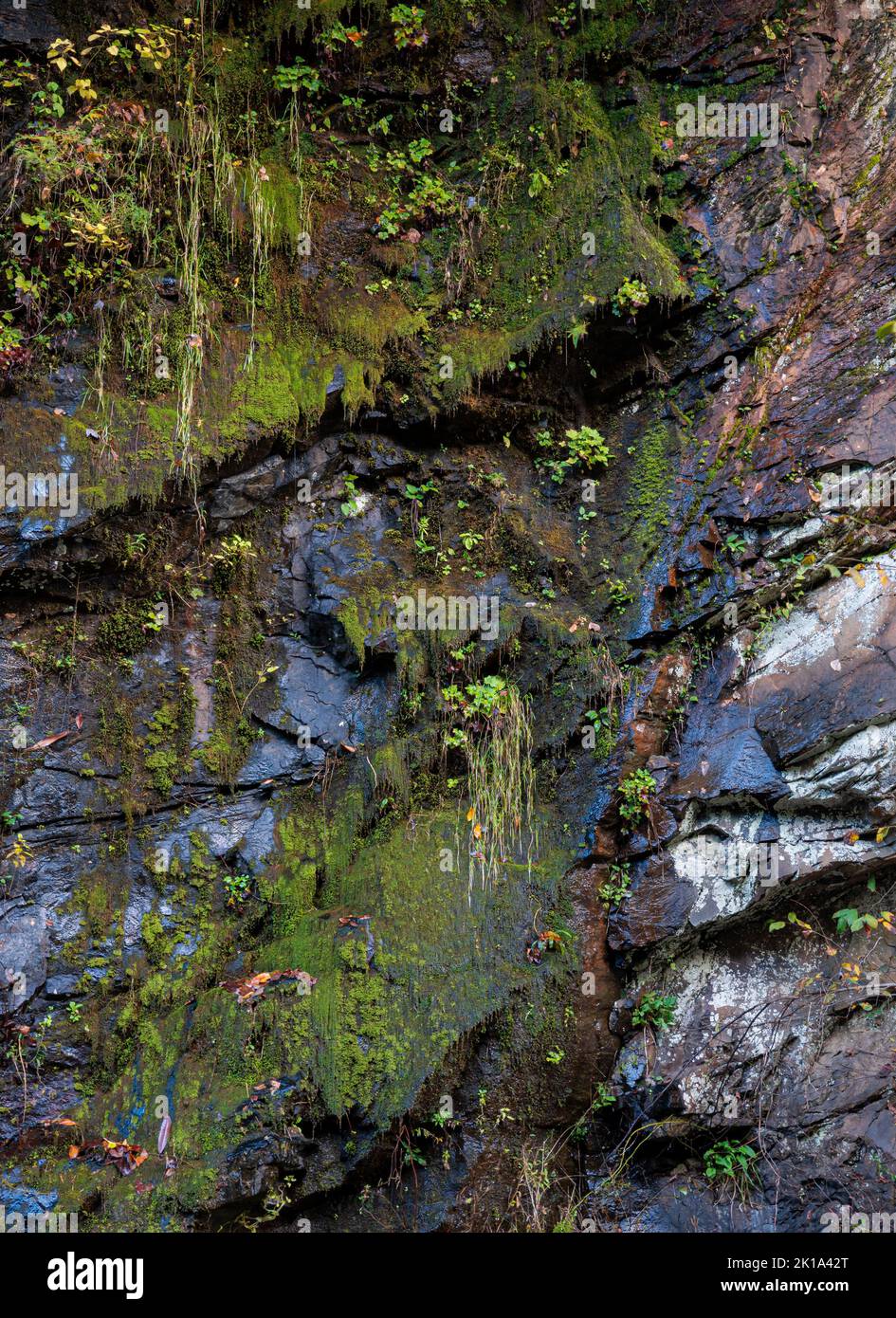 Moss, grasses and other plants cling to a sheer rock wall along Laurel ...