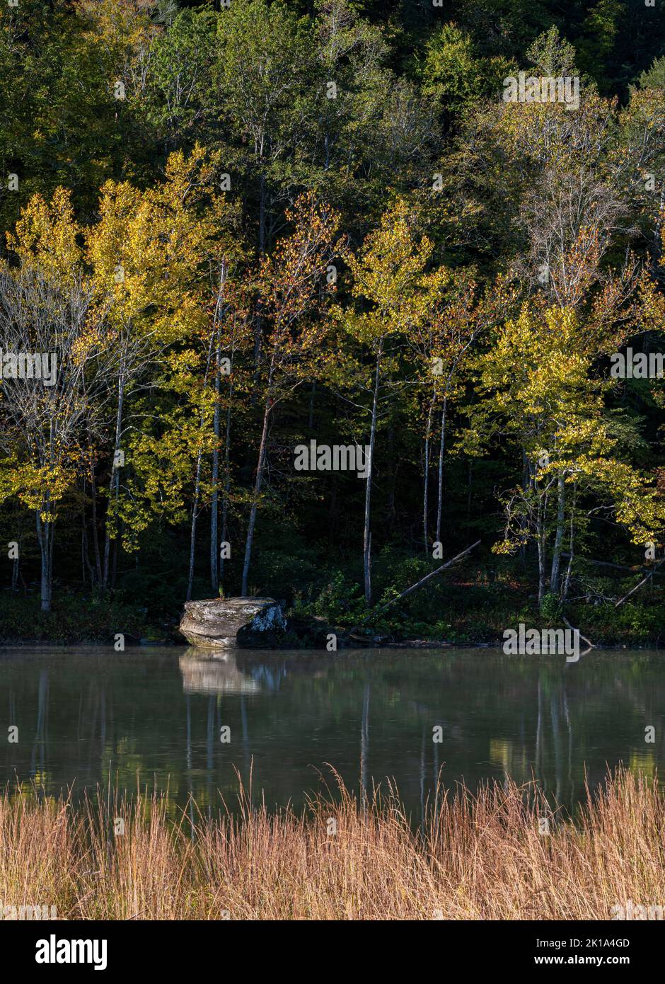 Fall color lines the shore of the Cumberland River, Cumberland Falls ...