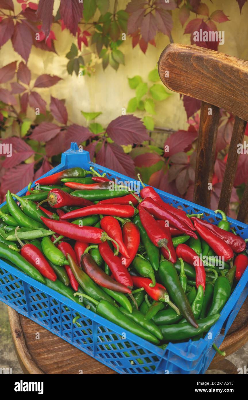 pepper in a box. Red and green bitter fresh pepper in a box, a row in a ...