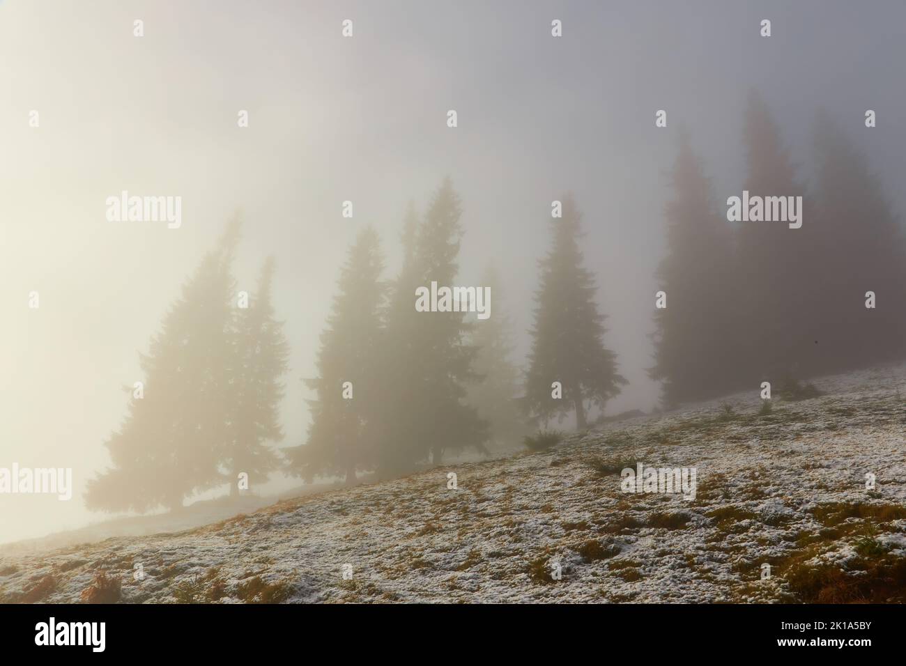 autumn fog landscape forest mountains, trees view mist Stock Photo - Alamy