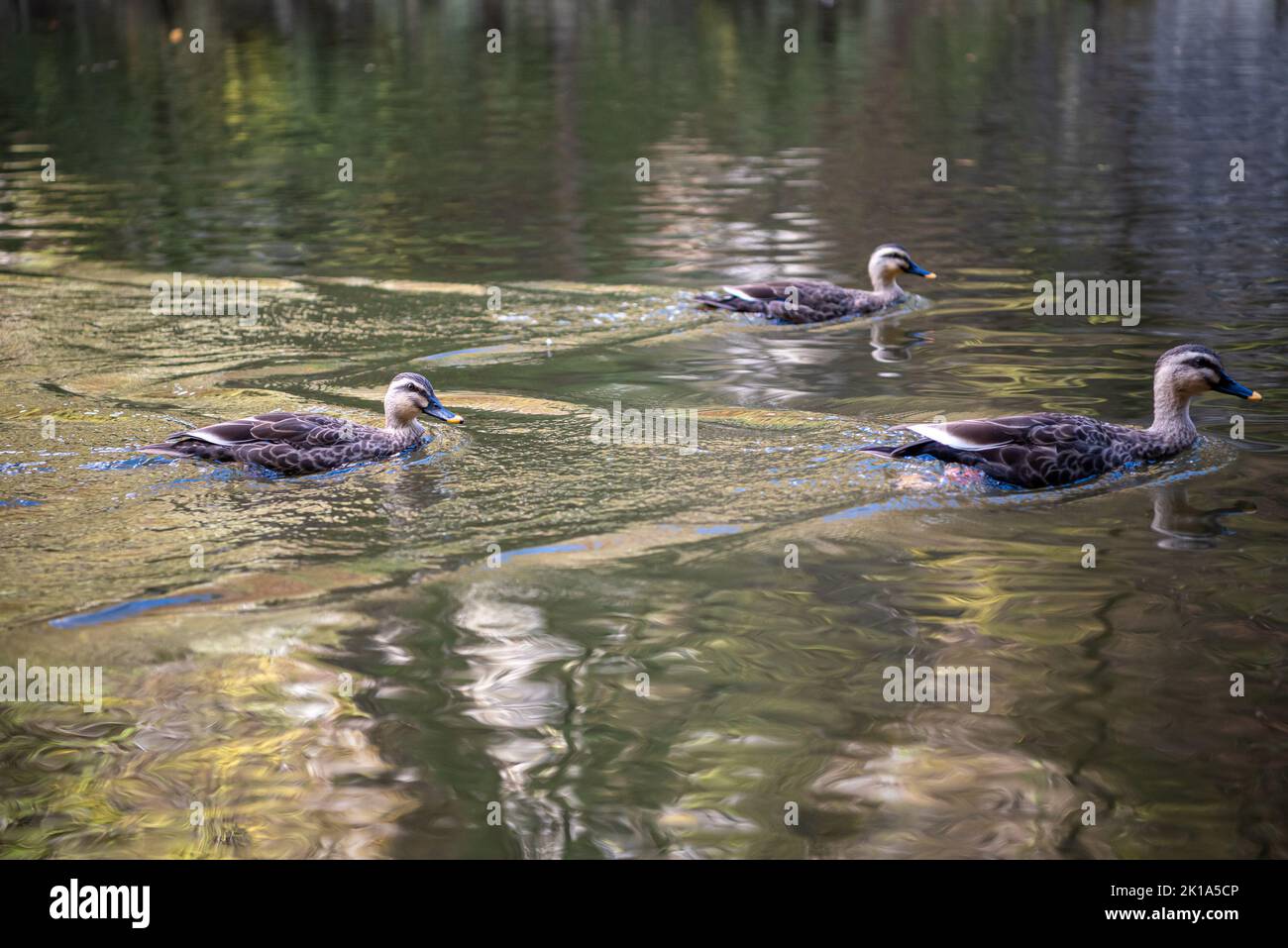 wild ducks ( eastern spot-billed duck ) swimming in water in sunny day ...
