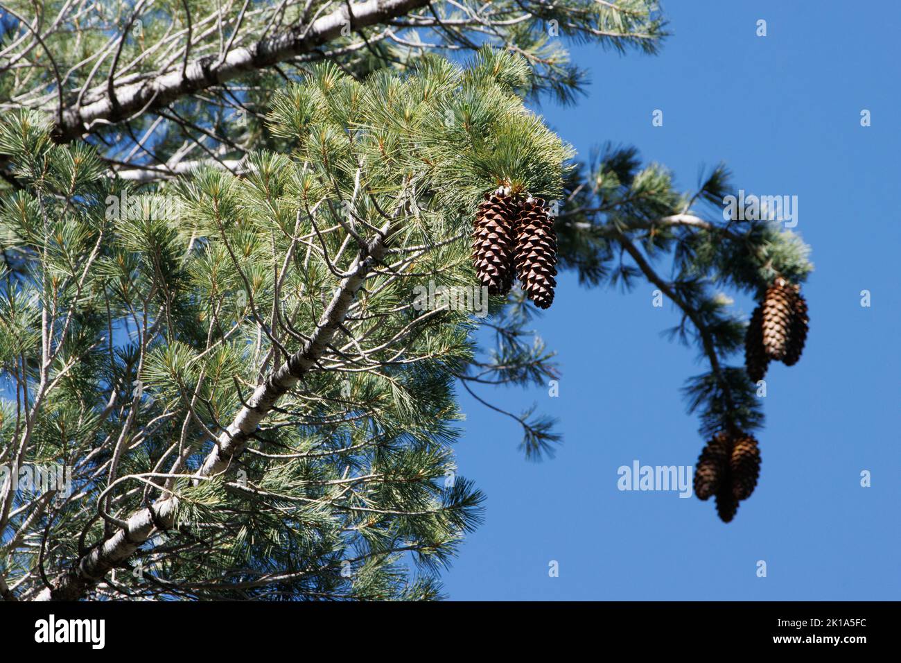 Pinaceae hi-res stock photography and images - Alamy