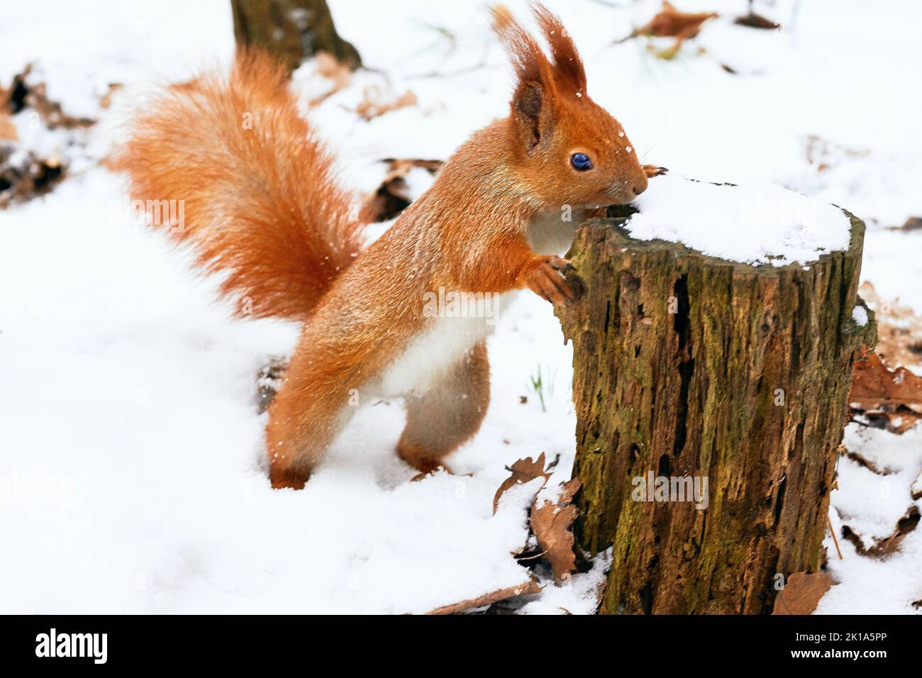 Brown red ginger squirrel on brown snow tree trunk Stock Photo - Alamy
