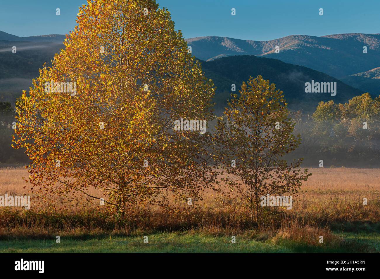 A Sycamore tree in brilliant autumn foliage is lit up by early morning ...