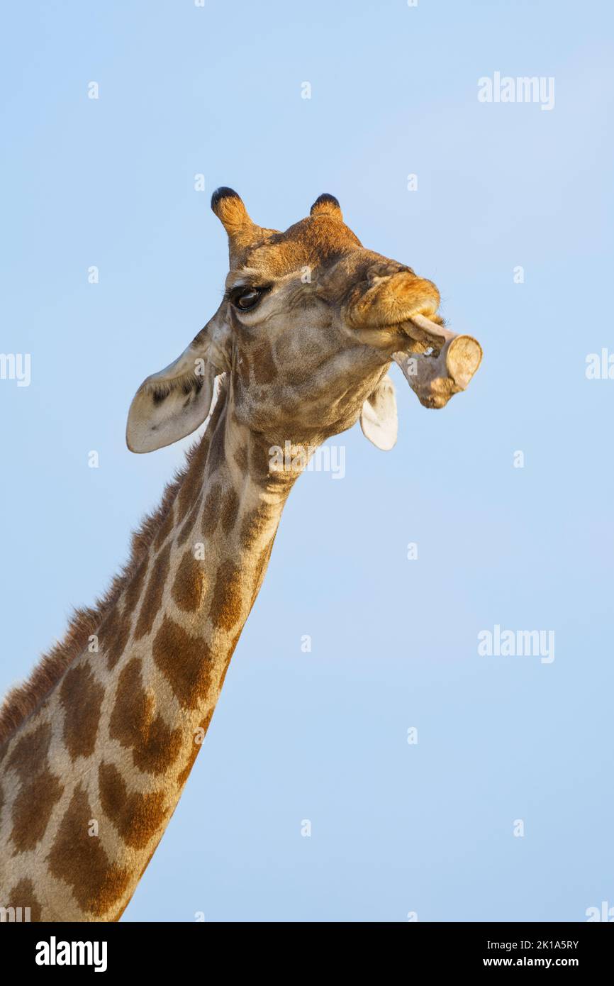 Giraffe (Giraffa camelopardalis) has animal bone in mouth. Etosha ...