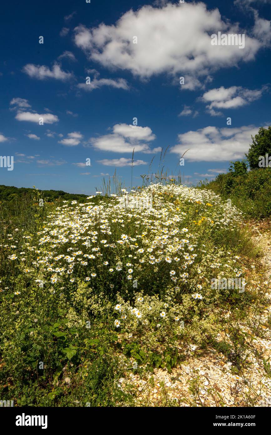 Leucanthemum vulgare, ox-eye daisy, oxeye daisy, dog daisy, marguerite ...