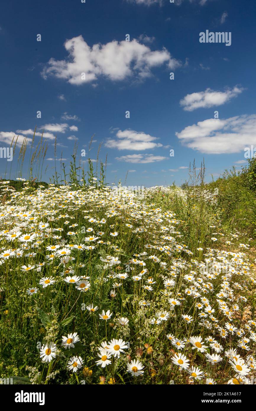 Leucanthemum vulgare, ox-eye daisy, oxeye daisy, dog daisy, marguerite, glowing in a chalk land ...