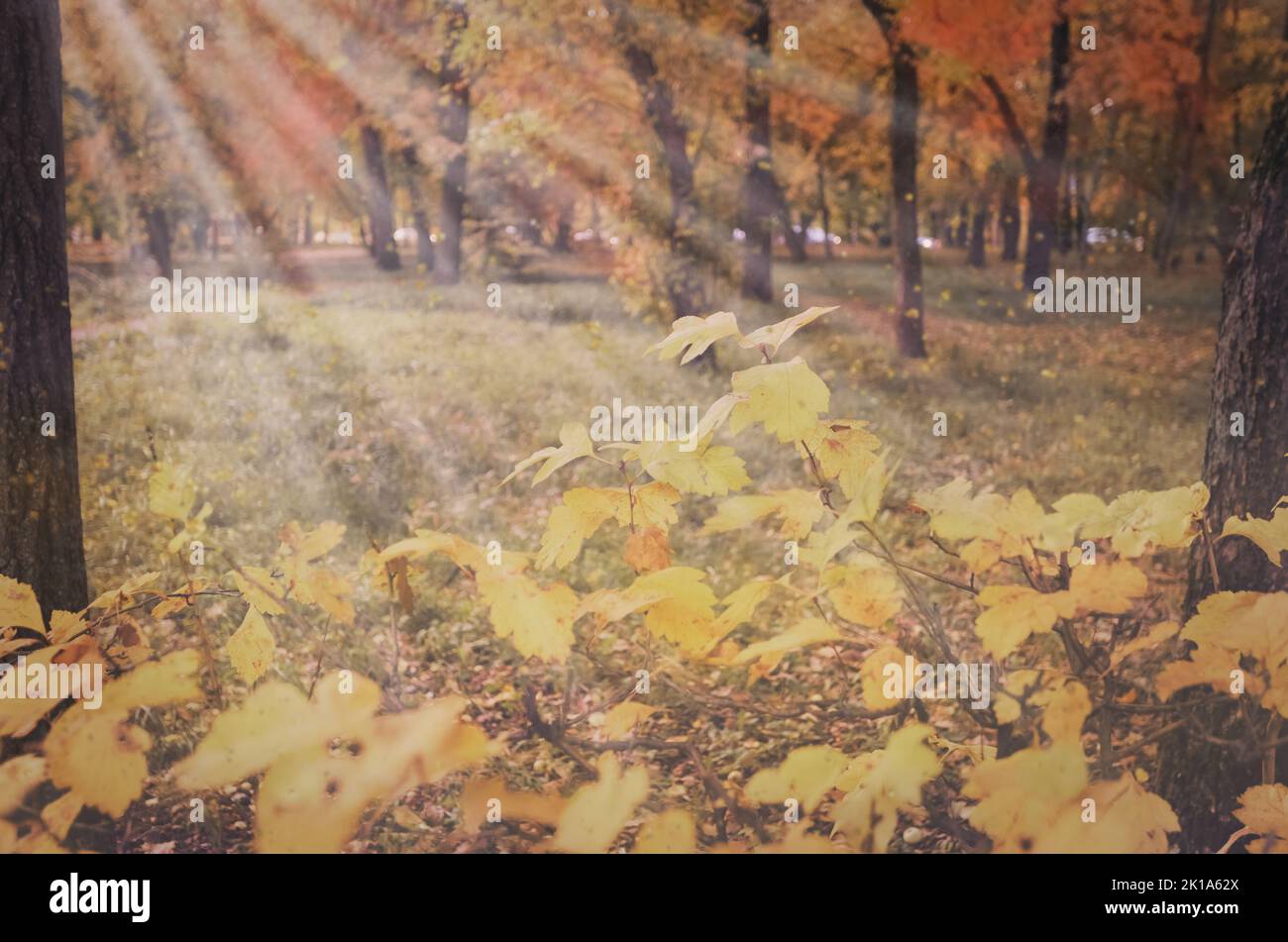 Carpet of fallen leaves. The sun's rays break through the autumn ...