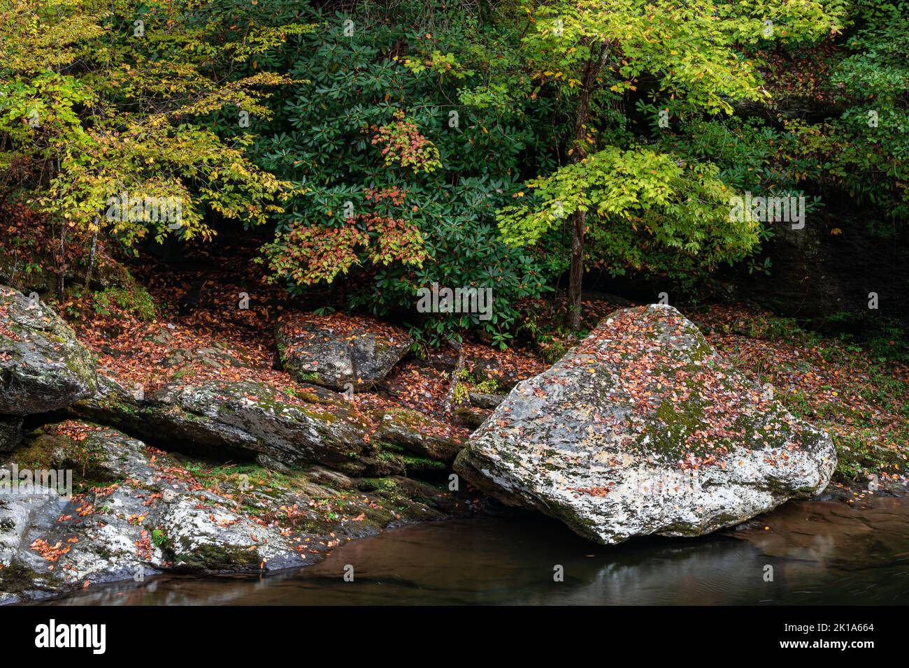 Autumn color comes slowly to Maples among the Rhododendron along the ...