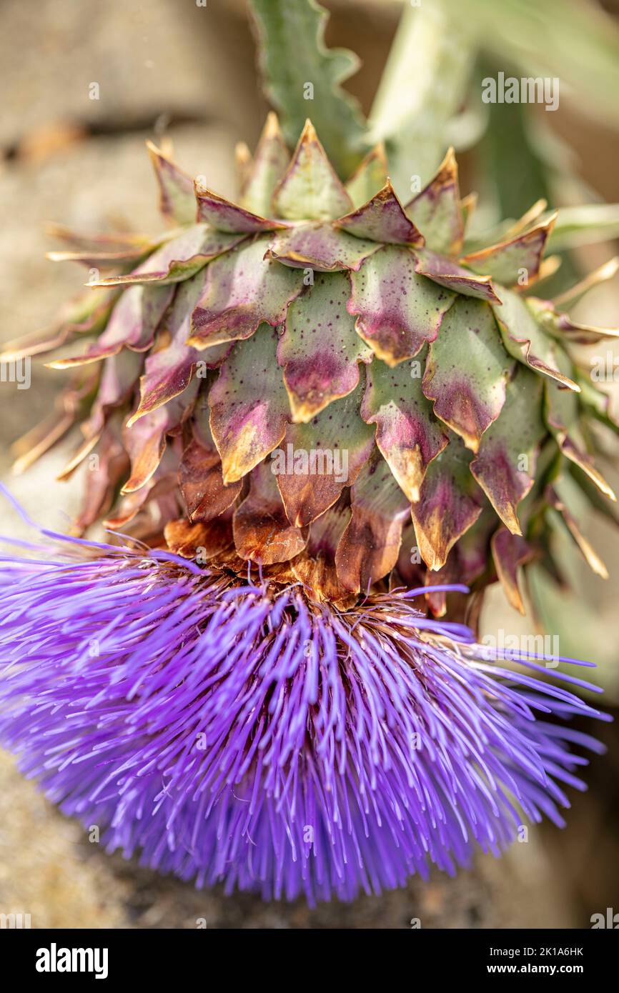 Close up natural still-life of cardoon, Cynara cardunculus Stock Photo ...